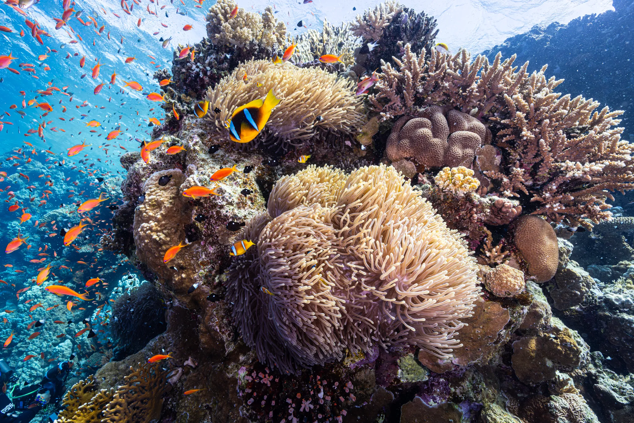 Plant-Based Seafood Alternatives: Delicious Recipes for Divers & Ocean ...