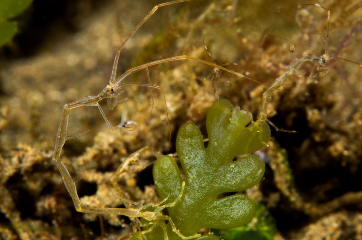 Skeleton Shrimp - Scuba Scribbles