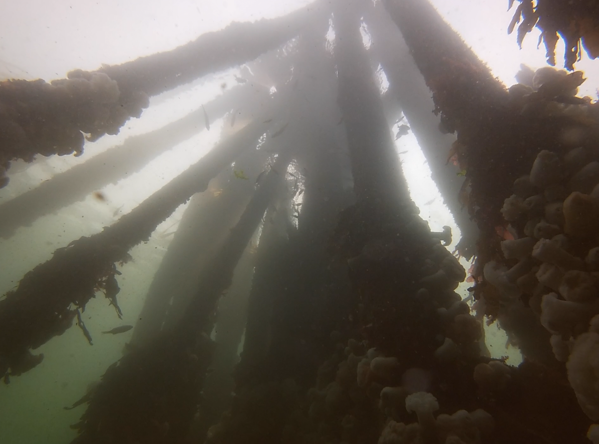 Scuba Diving Titlow Beach: Dive Site Review - Scuba Scribbles